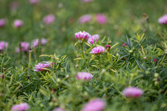 Moss-Rose Images – Browse 288 Stock Photos, Vectors, and Video | Adobe ...