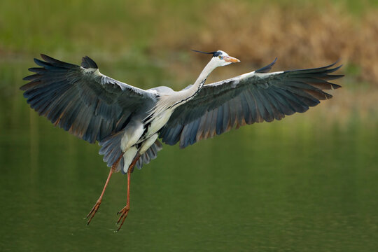 Reiger bilder – Bläddra bland 945 stockfoton, vektorer och videor ...