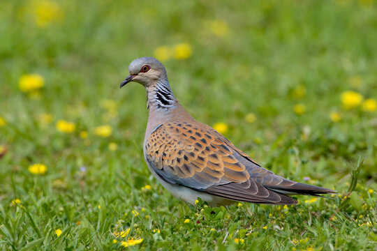 Tortelduif Bilder – Durchsuchen 68 Archivfotos, Vektorgrafiken und ...