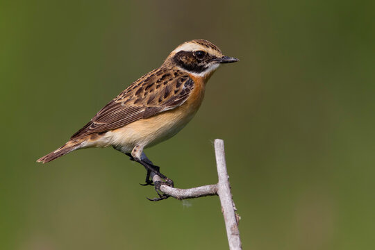 Winchat Images – Parcourir 118 le catalogue de photos, vecteurs et ...