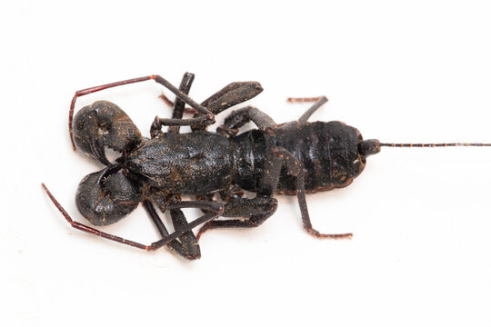 「Vinegarone」の写真素材 | 25件の無料イラスト画像 | Adobe Stock