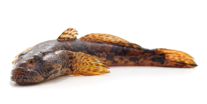 Bullfish Images – Browse 16 Stock Photos, Vectors, and Video | Adobe Stock