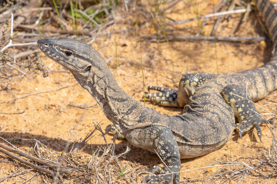 รูปภาพBungarra – เลือกดูภาพถ่ายสต็อก เวกเตอร์ และวิดีโอ270 | Adobe Stock