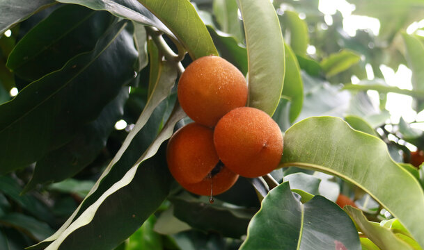 รูปภาพMabolo – เลือกดูภาพถ่ายสต็อก เวกเตอร์ และวิดีโอ298 | Adobe Stock