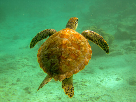 รูปภาพCheloniidae – เลือกดูภาพถ่ายสต็อก เวกเตอร์ และวิดีโอ3,137 | Adobe ...