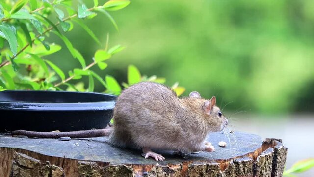 "Street Rat" Immagini - Sfoglia 9,522 foto, vettoriali e video Stock ...