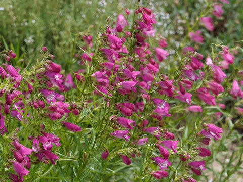 Penstemon Bilder – Durchsuchen 1,433 Archivfotos, Vektorgrafiken und ...