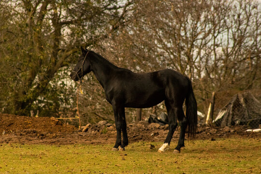 「Corcel」の写真素材 | 347件の無料イラスト画像 | Adobe Stock