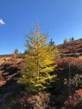 Zirbenbaum Bilder – Durchsuchen 1,510 Archivfotos, Vektorgrafiken und ...