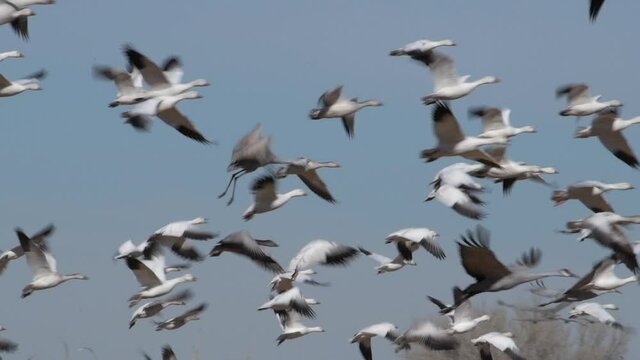 Snow Geese Flying Images – Browse 12,541 Stock Photos, Vectors, and ...