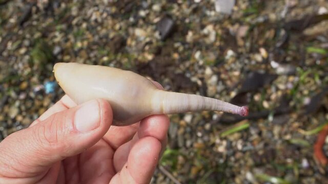 รูปภาพGeoduck – เลือกดูภาพถ่ายสต็อก เวกเตอร์ และวิดีโอ373 | Adobe Stock