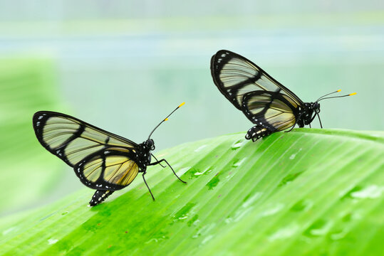 รูปภาพGlasswing – เลือกดูภาพถ่ายสต็อก เวกเตอร์ และวิดีโอ1,021 | Adobe Stock