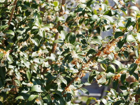 รูปภาพCireux – เลือกดูภาพถ่ายสต็อก เวกเตอร์ และวิดีโอ15 | Adobe Stock