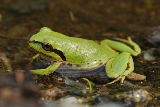 Blue Pacific Tree Frog