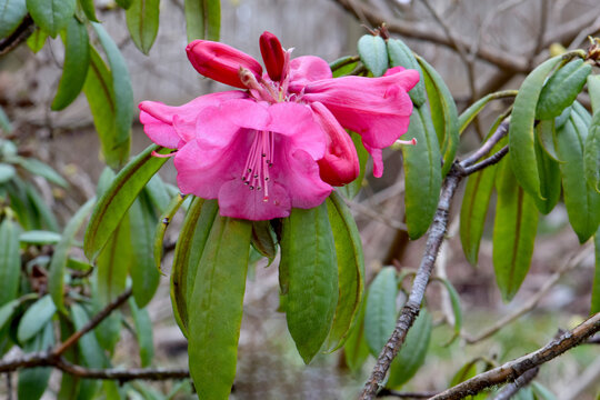 รูปภาพRhody – เลือกดูภาพถ่ายสต็อก เวกเตอร์ และวิดีโอ298 | Adobe Stock