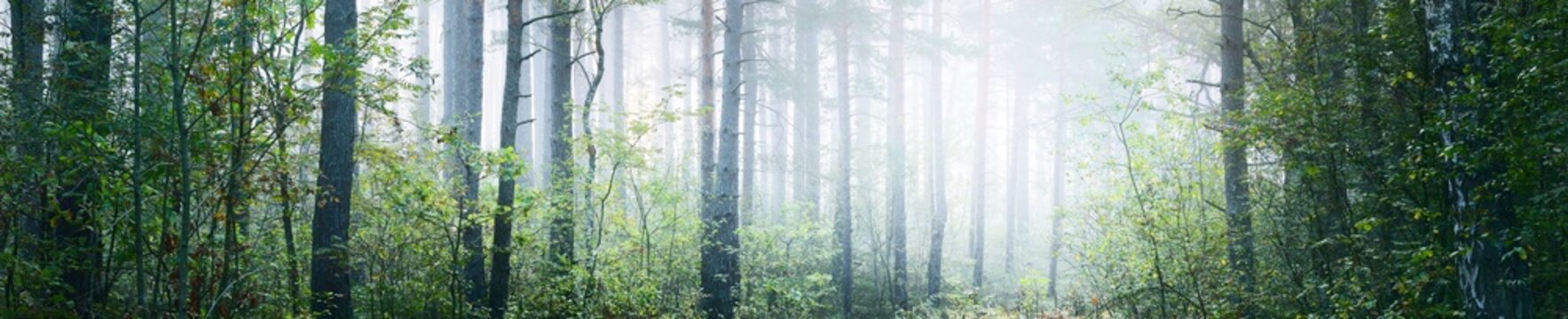 Free Trees Images – Browse 57,689 Free Stock Photos, Vectors, and Video ...