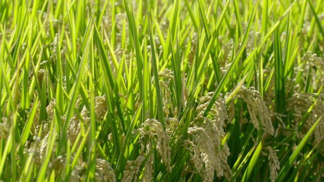 "Rice Plant" Images – Browse 2,247,102 Stock Photos, Vectors, and Video ...