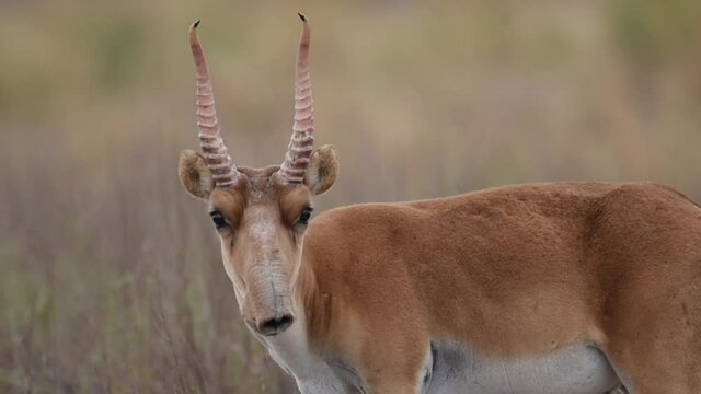 "Saiga Tatarica" Images – Browse 2,546 Stock Photos, Vectors, and Video ...