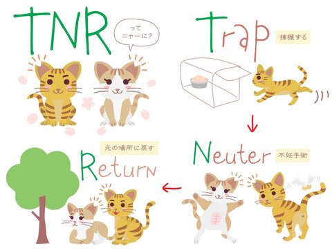 รูปภาพTnr – เลือกดูภาพถ่ายสต็อก เวกเตอร์ และวิดีโอ513 | Adobe Stock