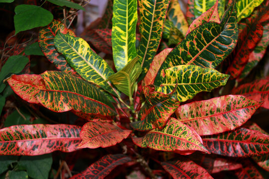 รูปภาพJangle – เลือกดูภาพถ่ายสต็อก เวกเตอร์ และวิดีโอ72,661 | Adobe Stock