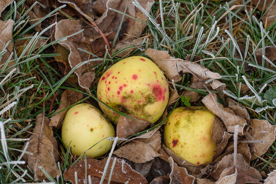 รูปภาพVerwesung – เลือกดูภาพถ่ายสต็อก เวกเตอร์ และวิดีโอ735 | Adobe Stock