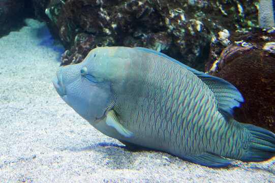 Pollyfish bilder – Bläddra bland 6,873 stockfoton, vektorer och videor ...