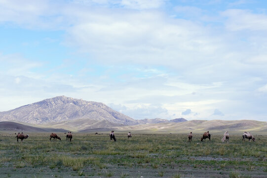 รูปภาพTuva – เลือกดูภาพถ่ายสต็อก เวกเตอร์ และวิดีโอ1,413 | Adobe Stock