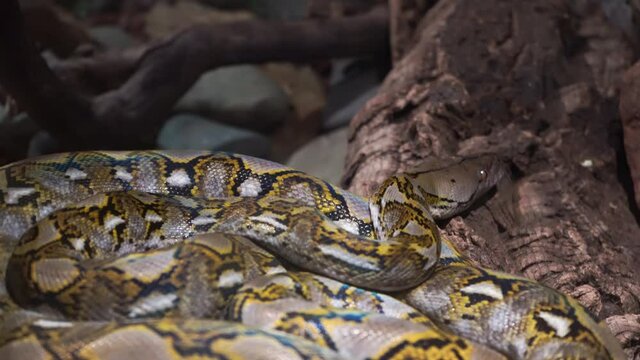 "Asiatic Reticulated Python" Images – Browse 1,612 Stock Photos ...