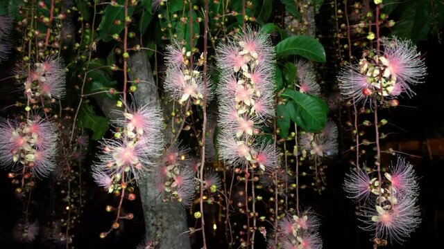 Powder-Puff Images – Browse 213 Stock Photos, Vectors, and Video ...