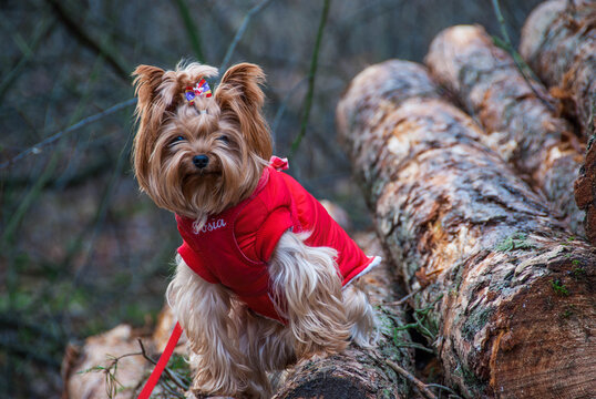 「Jork」の画像 - 1,731 件の Stock 写真、ベクターおよびビデオ | Adobe Stock