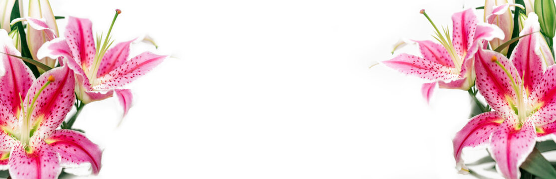 "Stargazer Lily" Images – Browse 895 Stock Photos, Vectors, and Video ...