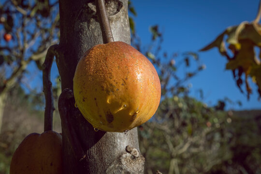 Chamburo bilder – Bläddra bland 111 stockfoton, vektorer och videor ...
