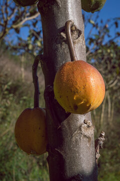 Chamburo bilder – Bläddra bland 111 stockfoton, vektorer och videor ...