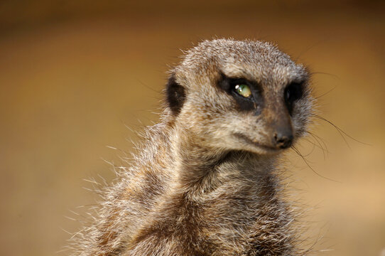 รูปภาพMinx – เลือกดูภาพถ่ายสต็อก เวกเตอร์ และวิดีโอ1,005 | Adobe Stock