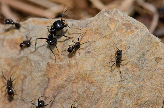 "Soldier Ant"-Bilder: Stock-Fotos & -Videos. | Adobe Stock