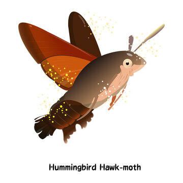 "Hummingbird Moth" Images – Browse 7,840 Stock Photos, Vectors, and ...