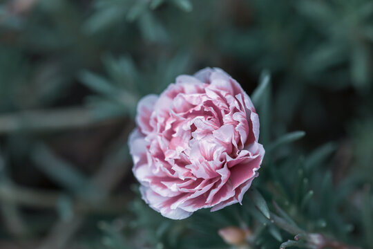 Moss-Rose Images – Browse 335 Stock Photos, Vectors, and Video | Adobe ...