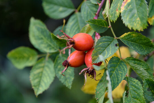 รูปภาพHiffen – เลือกดูภาพถ่ายสต็อก เวกเตอร์ และวิดีโอ326 | Adobe Stock