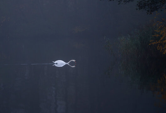 Svane bilder – Bläddra bland 120 stockfoton, vektorer och videor ...