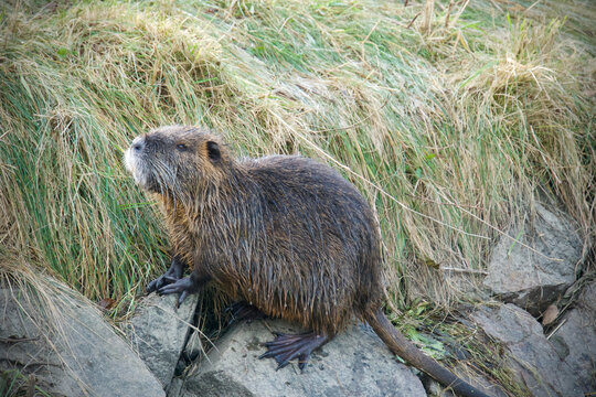 Coipu bilder – Bläddra bland 14,034 stockfoton, vektorer och videor ...