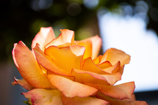 รูปภาพEsencia – เลือกดูภาพถ่ายสต็อก เวกเตอร์ และวิดีโอ861 | Adobe Stock