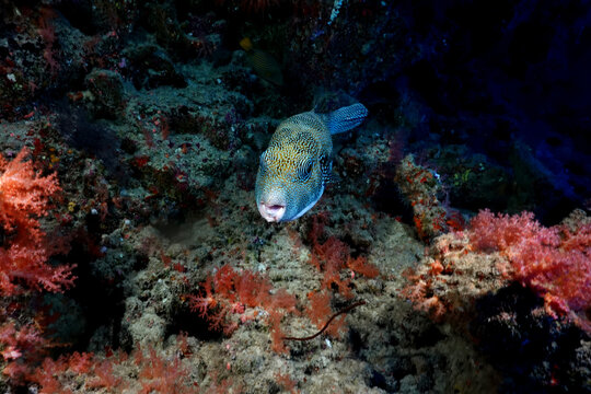 รูปภาพKofferfisch – เลือกดูภาพถ่ายสต็อก เวกเตอร์ และวิดีโอ202 | Adobe Stock
