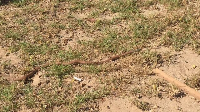 "Australian Snake" Images – Browse 62 Stock Photos, Vectors, and Video ...