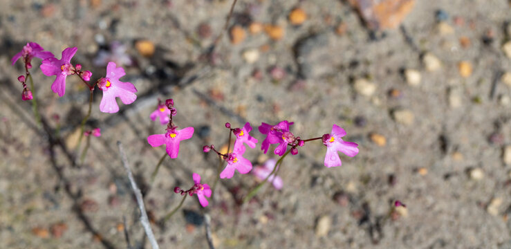 รูปภาพBladderwort – เลือกดูภาพถ่ายสต็อก เวกเตอร์ และวิดีโอ1,767 | Adobe ...