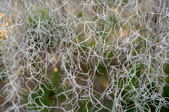 "Tree Hair" Images – Browse 50 Stock Photos, Vectors, and Video | Adobe ...