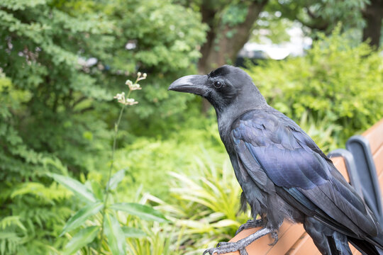 Inured bilder – Bläddra bland 1,743 stockfoton, vektorer och videor ...