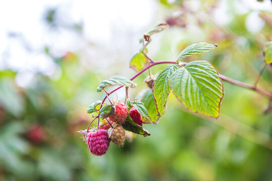 「Himbeer-Strauch」の画像 - 269 件の Stock 写真、ベクターおよびビデオ | Adobe Stock