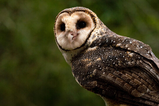 Australian Masked Owl