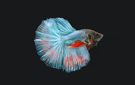 "Fish On Black Background" Images – Browse 323 Stock Photos, Vectors ...