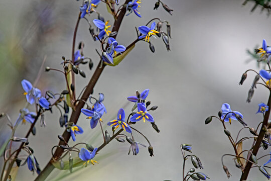 "Dianella Tasmanica" Images – Browse 173 Stock Photos, Vectors, and ...